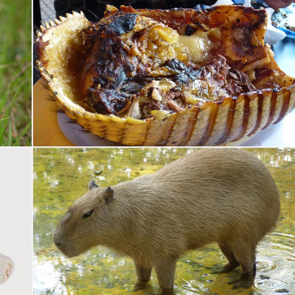 Fauna Andina: Un Viaje por la Biodiversidad Colombiana | Nautilus