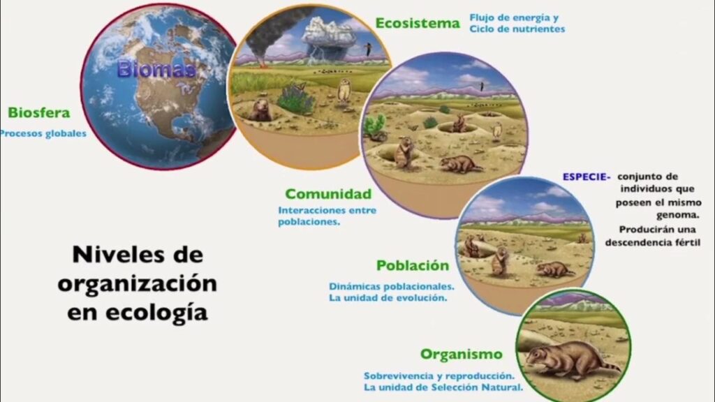 La Intrincada Red de la Vida: Ecosistemas y Poblaciones | Nautilus