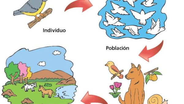 La Intrincada Red de la Vida: Ecosistemas y Poblaciones | Nautilus
